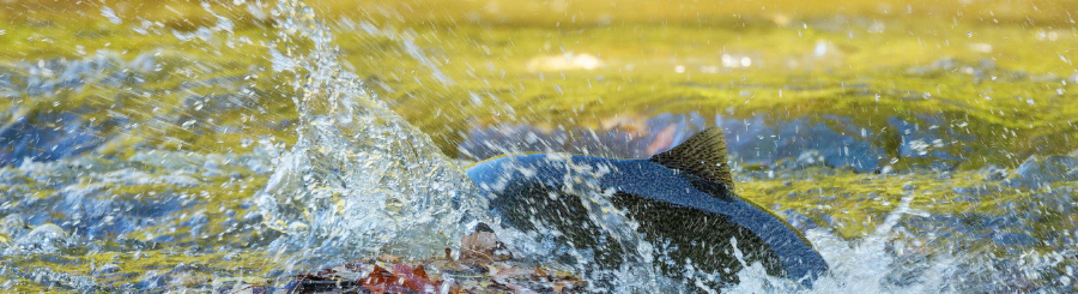 Hooked on Michigan: The Best Fishing Places in the State - Safari Club ...